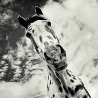 Dominic Old Photography in Salisbury, Wiltshire SP2 7QY